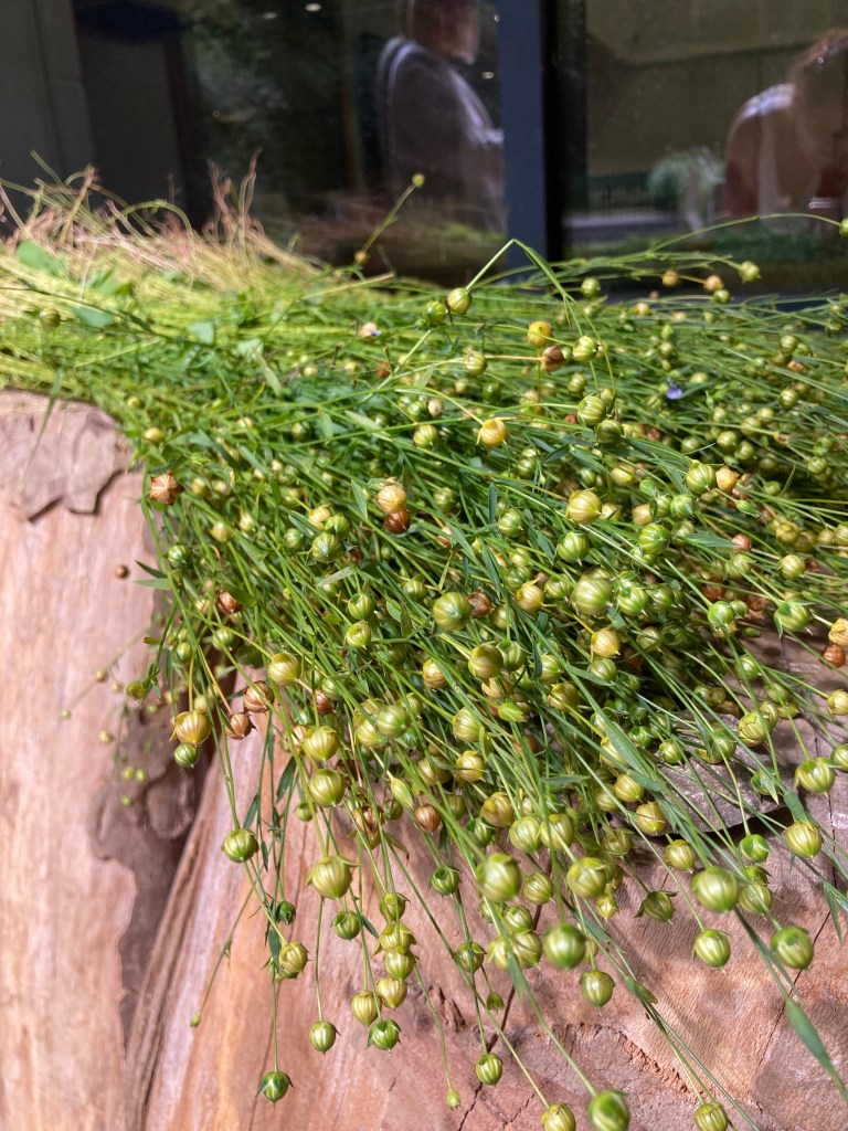 Growing your 1m of Flax – LLIEINWE